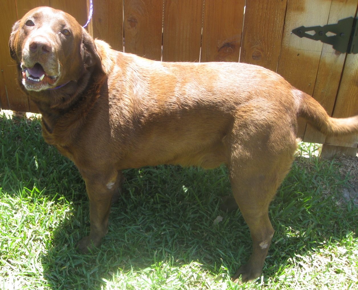 rex lab | Adore Houston | Dog Rescue Group