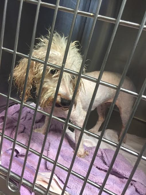 Laverne Poodle | Adore Houston | Dog Rescue Group