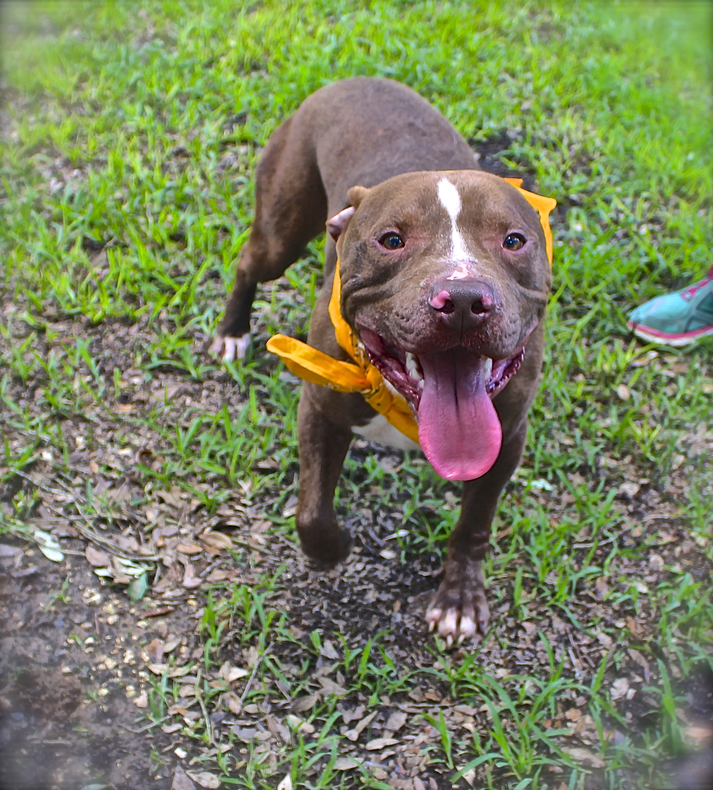 IMG_5093 | Adore Houston | Dog Rescue Group