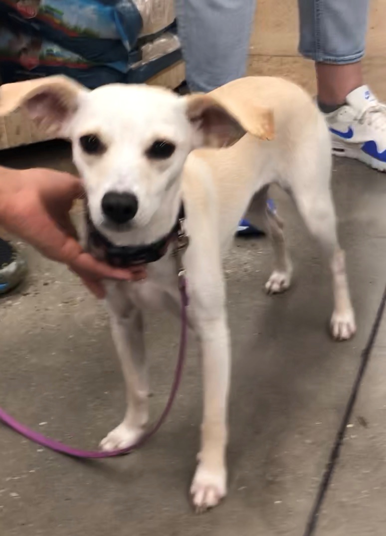 B | Adore Houston | Dog Rescue Group