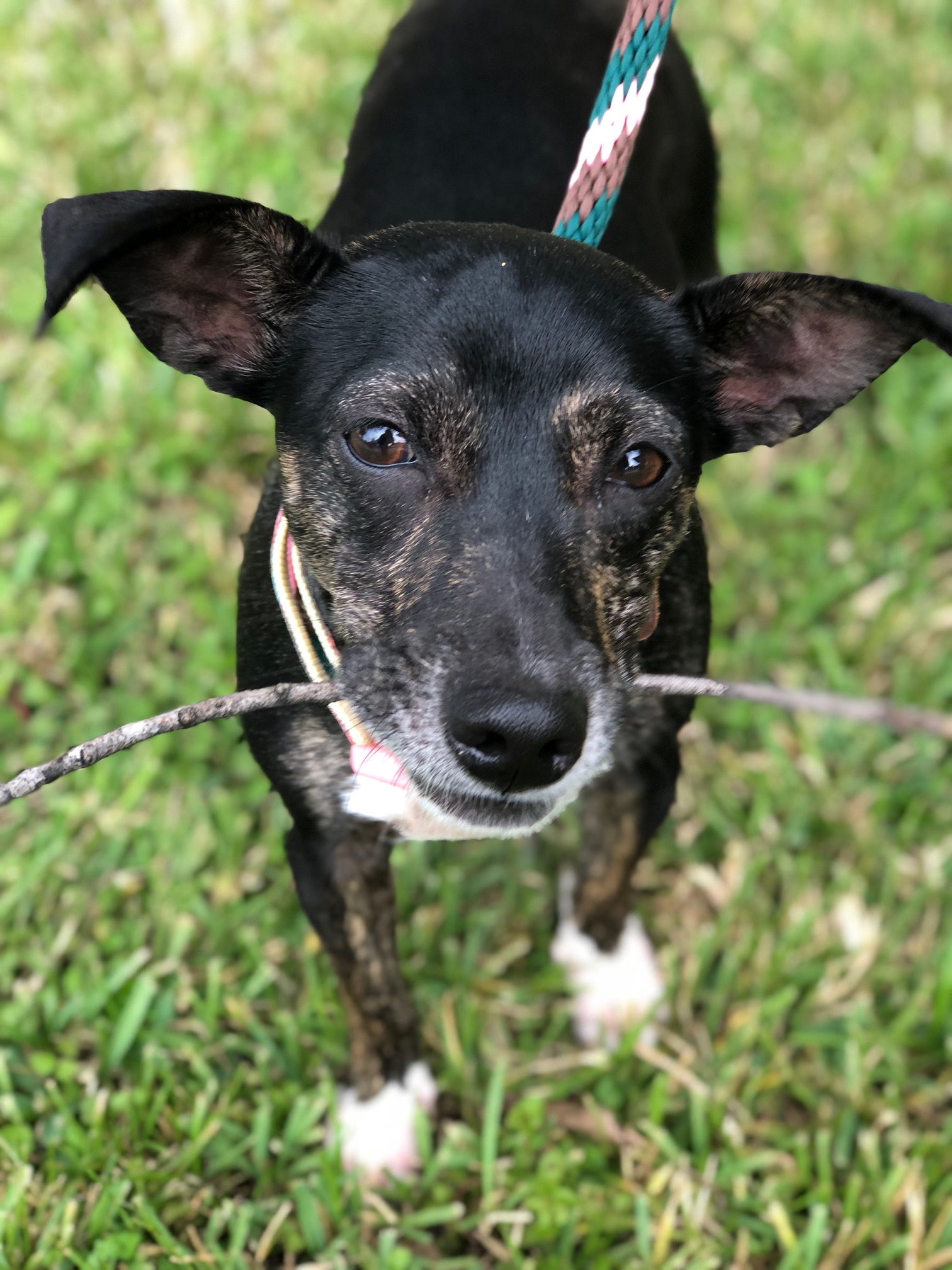 Lila | Adore Houston | Dog Rescue Group
