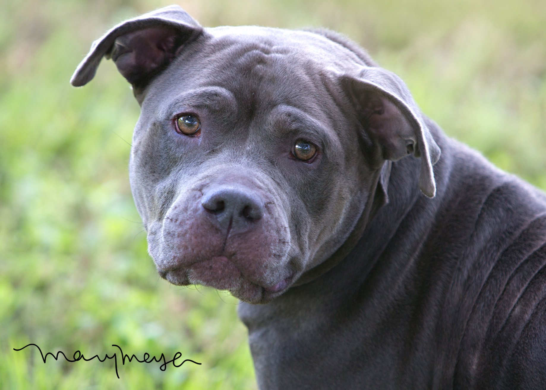 Mika | Adore Houston | Dog Rescue Group
