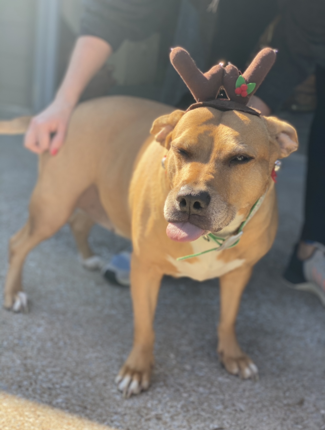 Photo Dec 22, 1 11 51 PM | Adore Houston | Dog Rescue Group