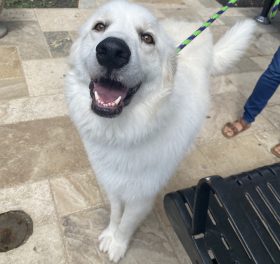 Adoptable Dogs | Adore Houston | Dog Rescue Group