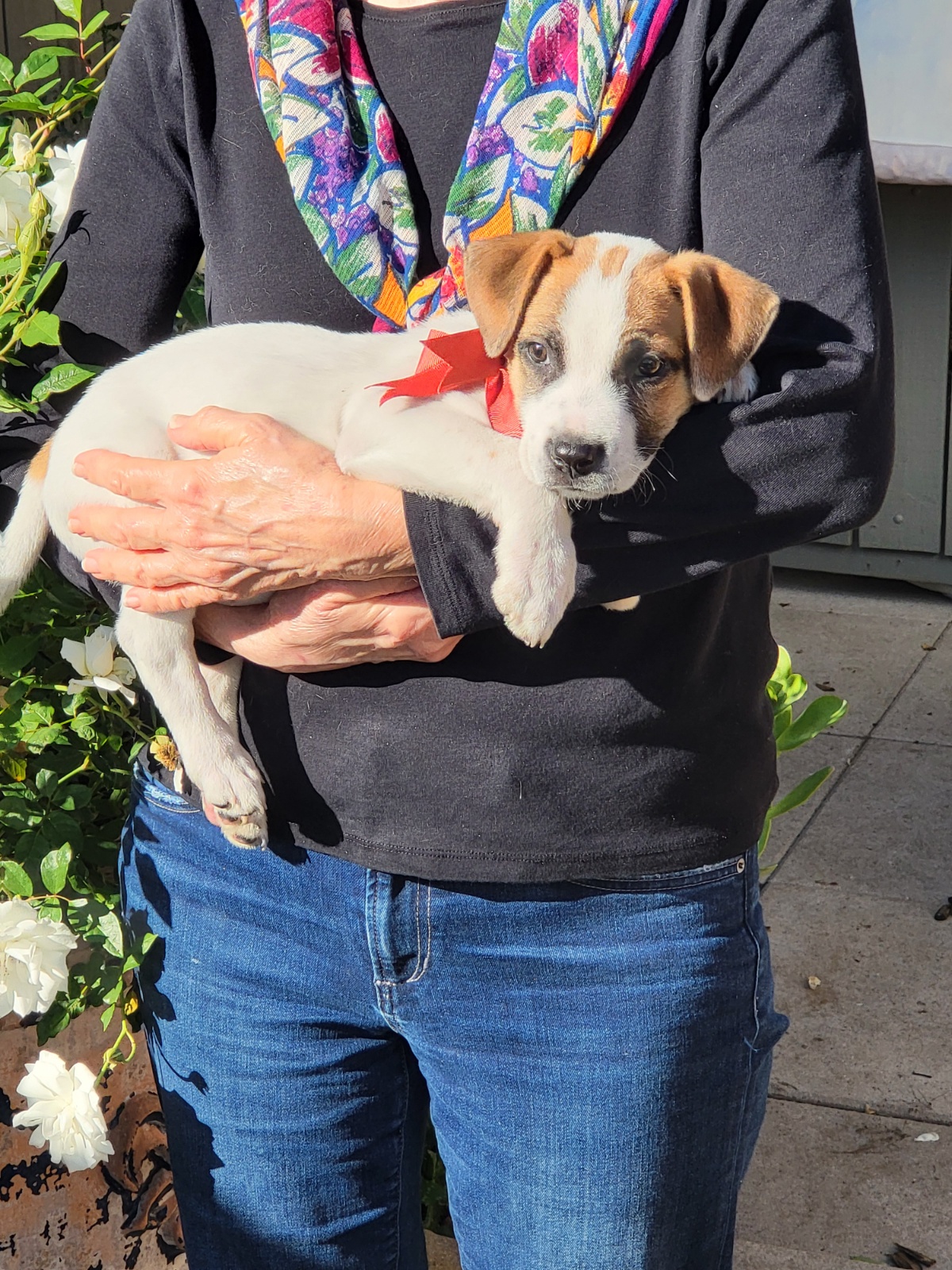 Louie IV | Adore Houston | Dog Rescue Group