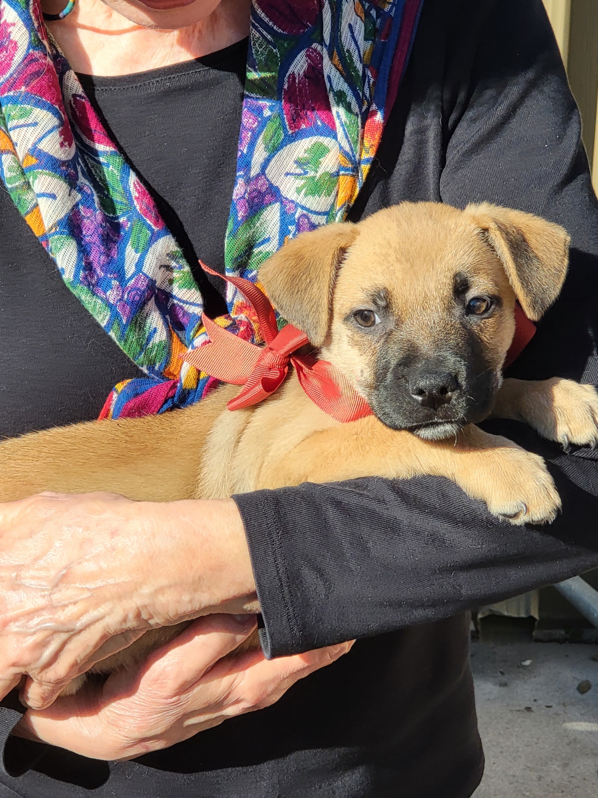 Lula II | Adore Houston | Dog Rescue Group